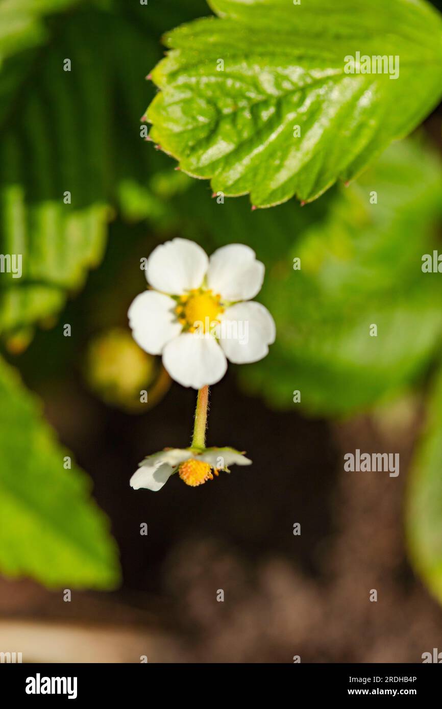 natural close up flowering plant / fruit portrait of Alpine Strawberry ...