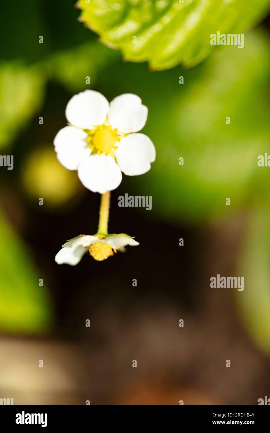 natural close up flowering plant / fruit portrait of Alpine Strawberry ...