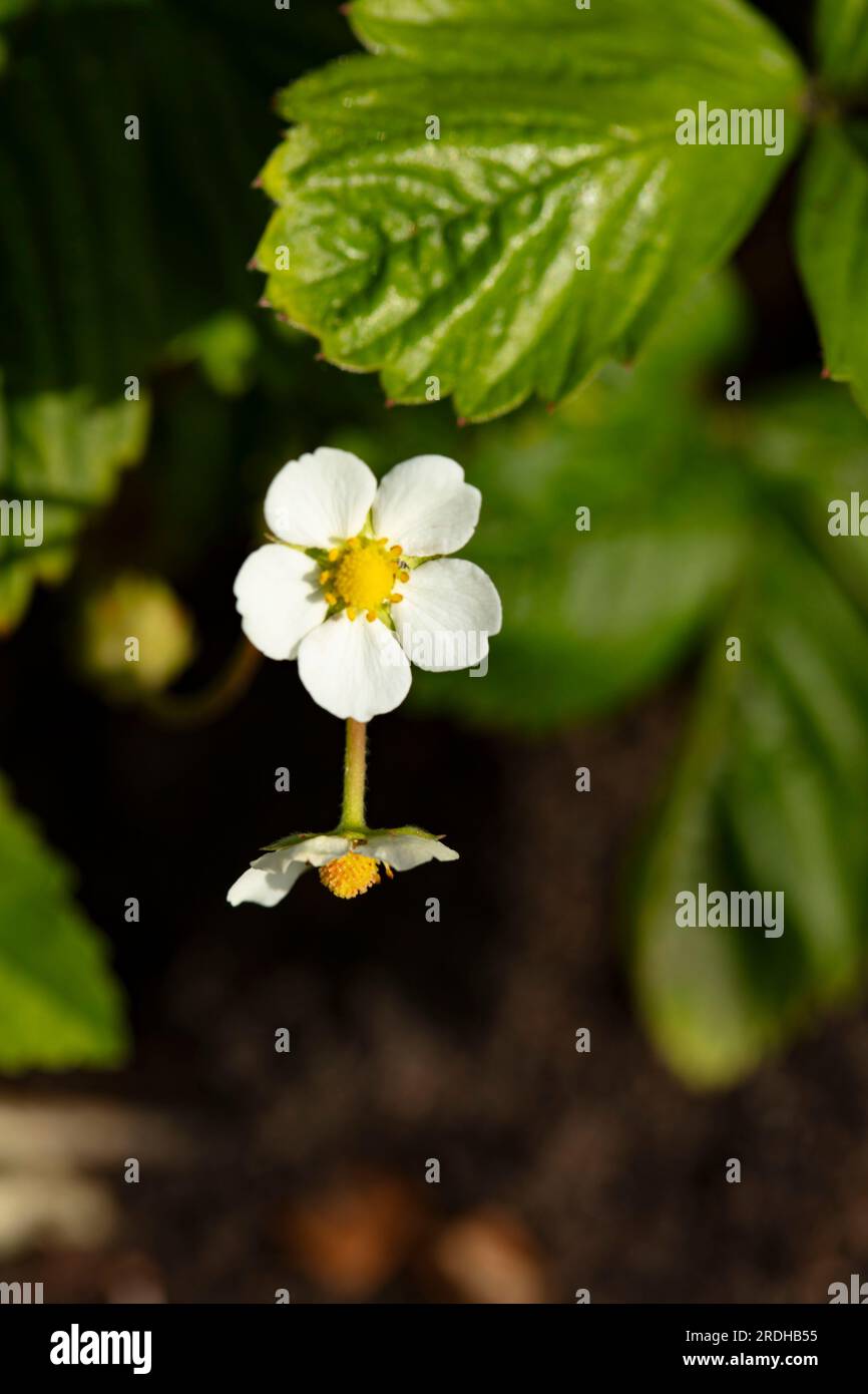 natural close up flowering plant / fruit portrait of Alpine Strawberry ...