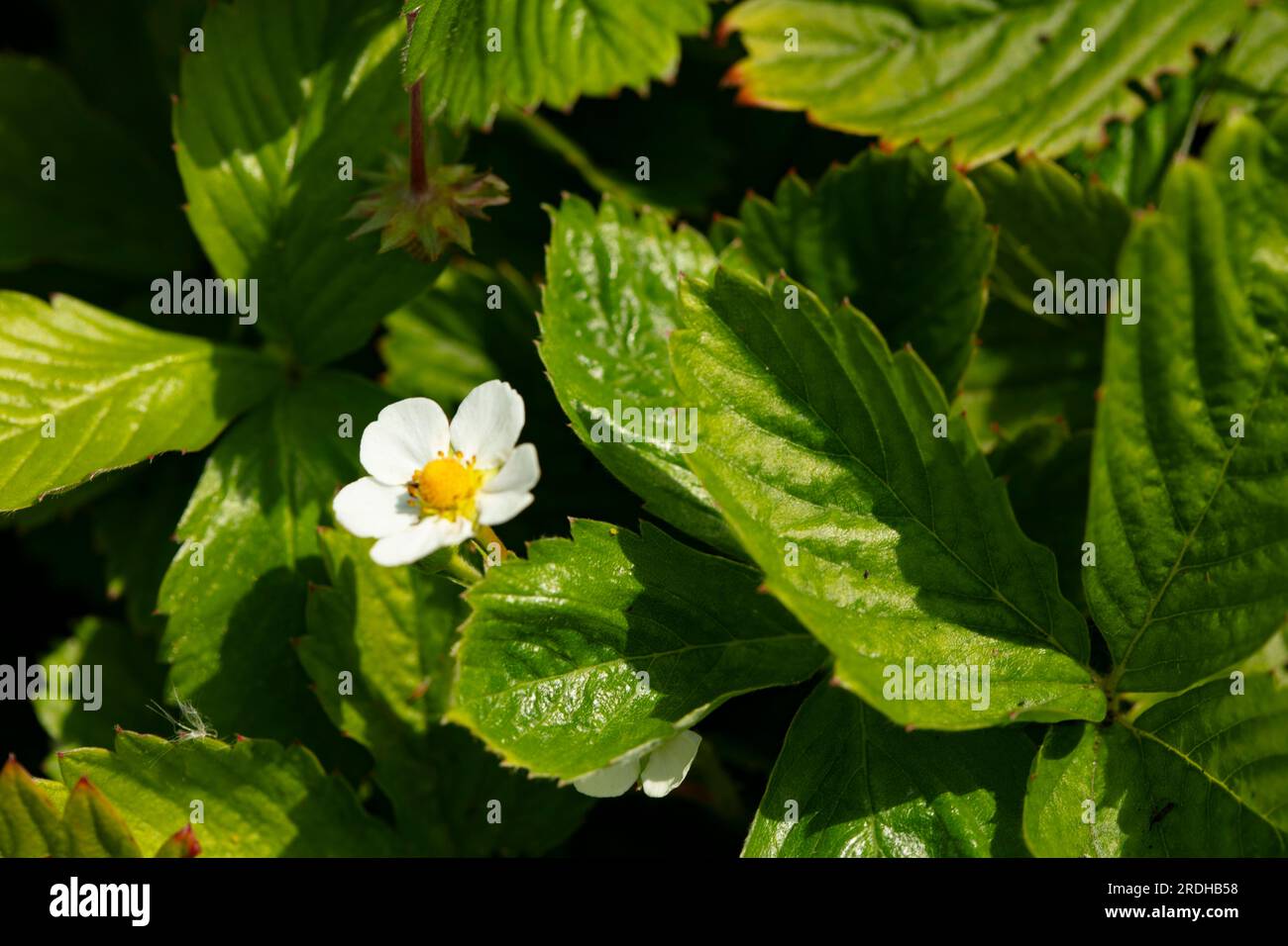 Fruits reproductive cycle hi-res stock photography and images - Alamy