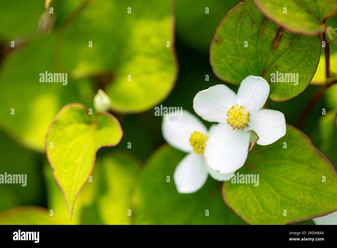 Dokudami cha hi-res stock photography and images - Alamy