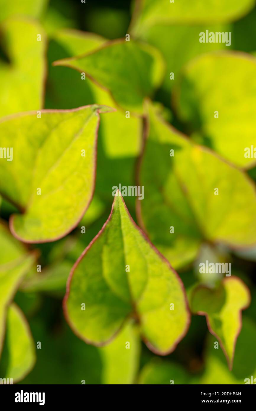 Dokudami cha hi-res stock photography and images - Alamy