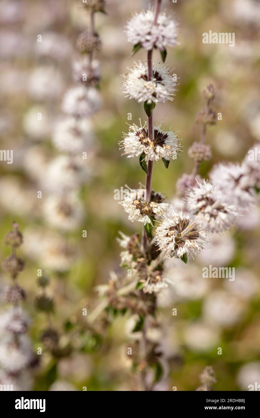 Natural close up flowering plant portrait of the highly aromatic Mentha ...