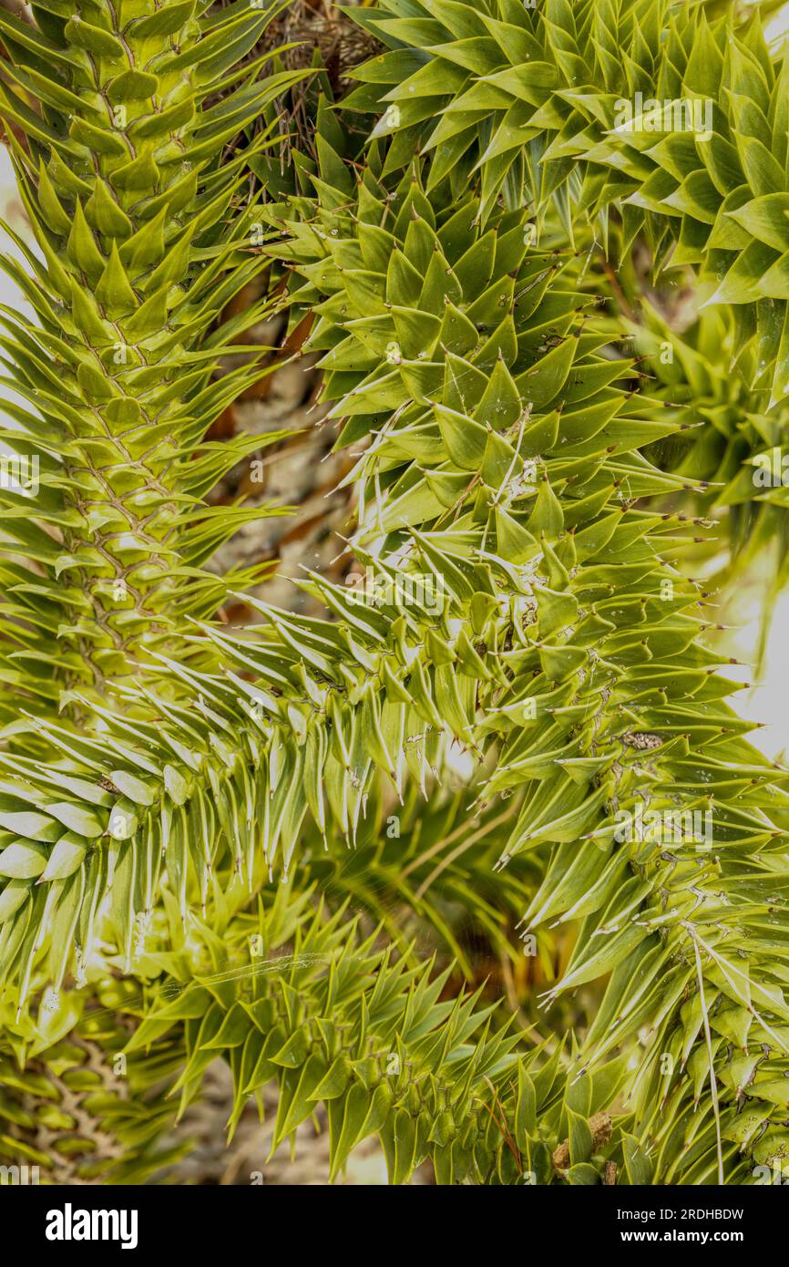 Natural patterns close up of Monkey Puzzle tree, Araucaria Araucana, in ...
