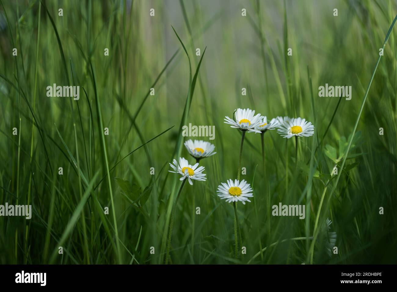 Daisy grass hi-res stock photography and images - Alamy
