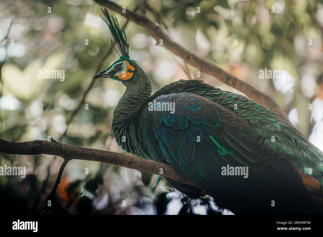 Peacock displaying beautiful open hi-res stock photography and images ...