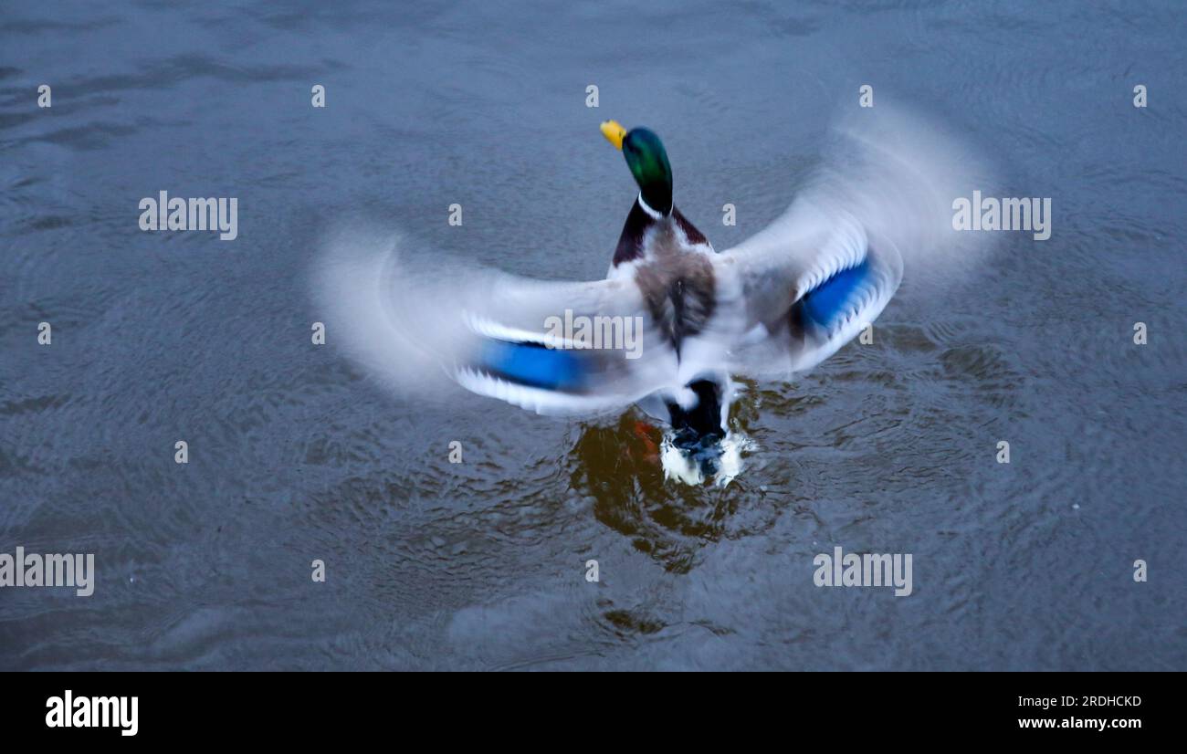 Duck flapping its wings in Neris river in Vilnius, Lithuania Stock ...