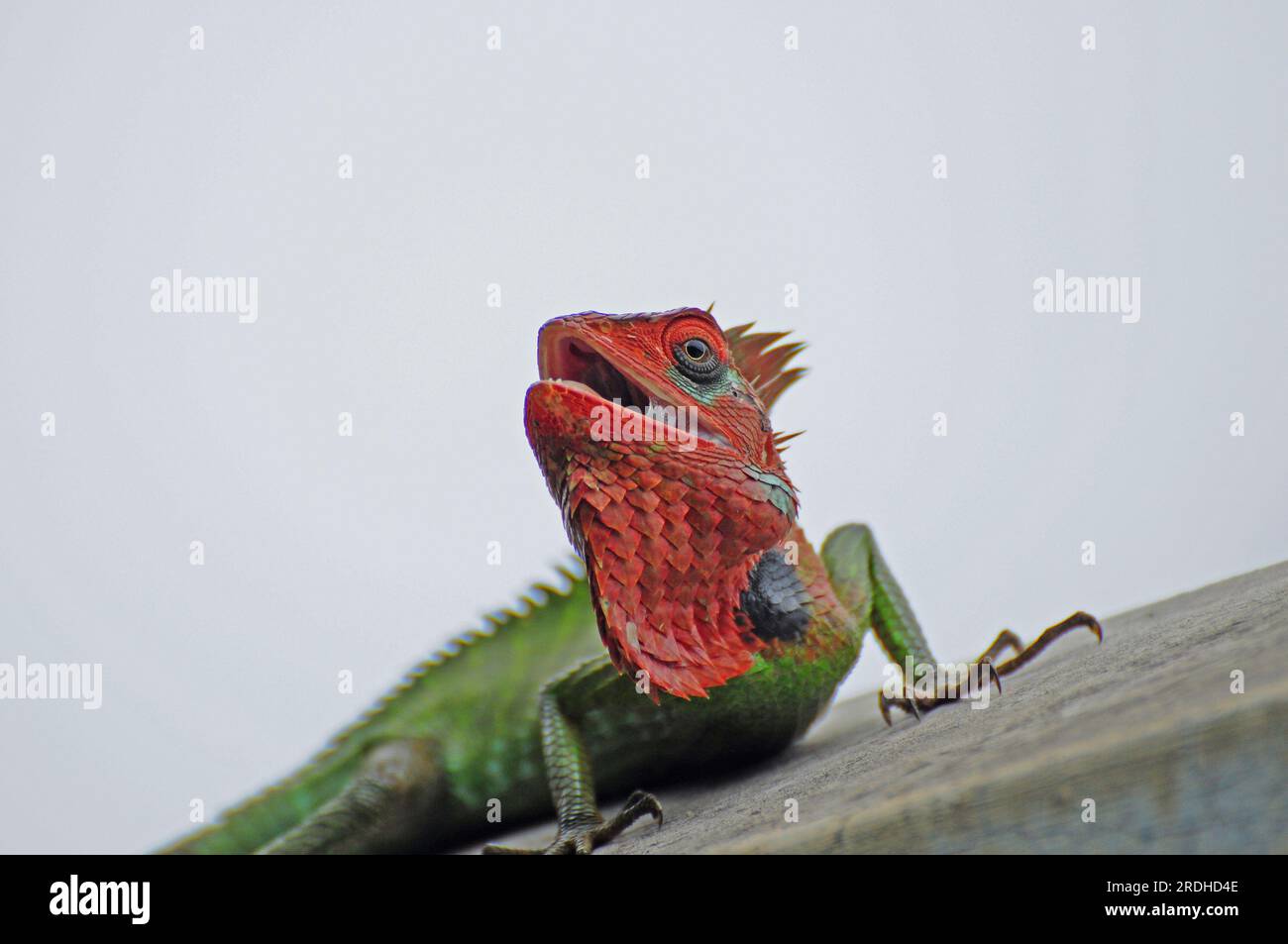 Green Lizard with open mouth Stock Photo - Alamy