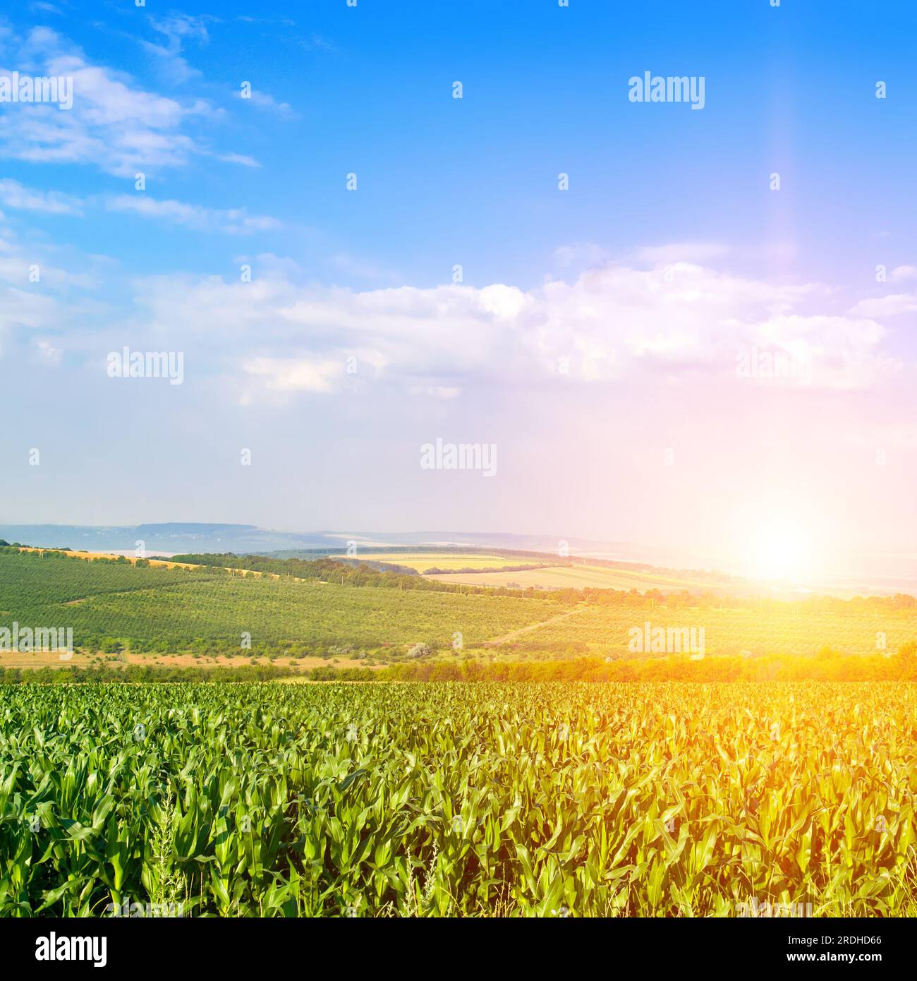 Corn field and beautiful sunrise Stock Photo - Alamy