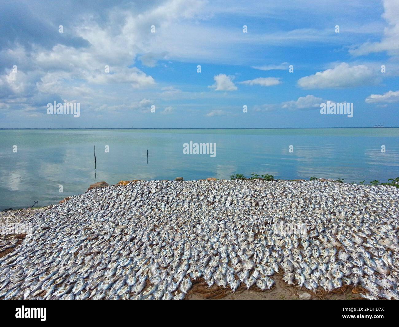 Making dried fish in Kalpitiya coastal line Stock Photo - Alamy