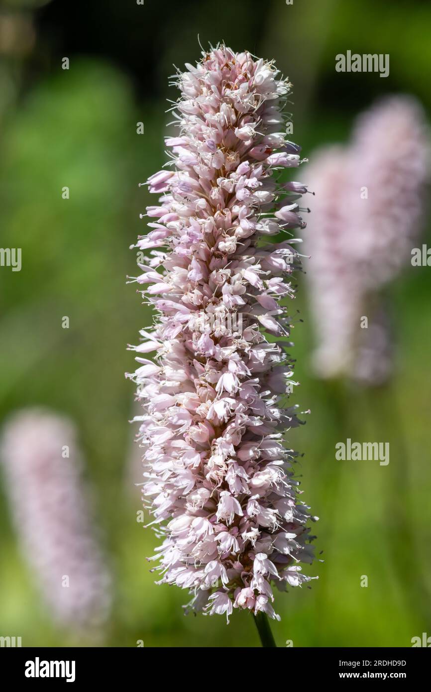 Macro shot of a common bistort (bistorta officinalis) flower in bloom ...