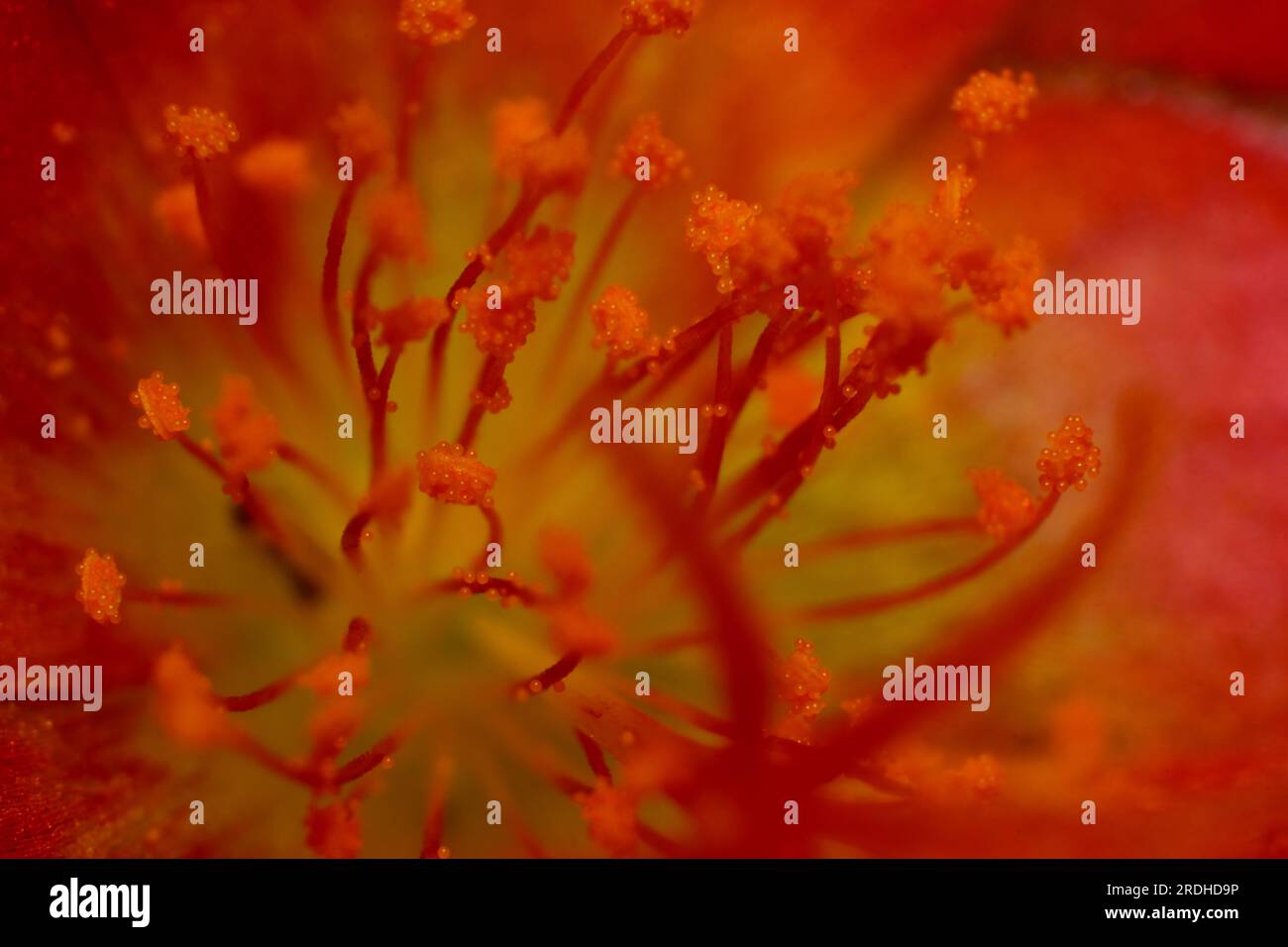 Macro photography of a flower showing pollen Stock Photo - Alamy