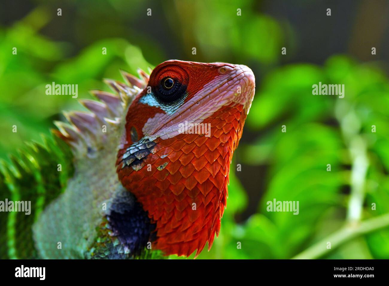 Beautiful lizard close up photography Stock Photo - Alamy