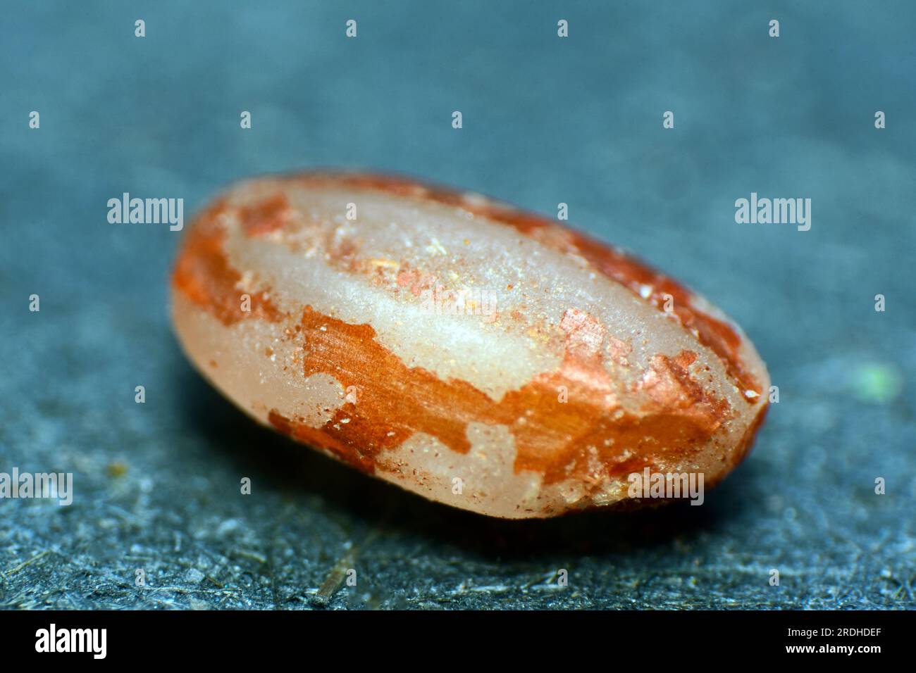 Macro photography of a grain of rice Stock Photo - Alamy