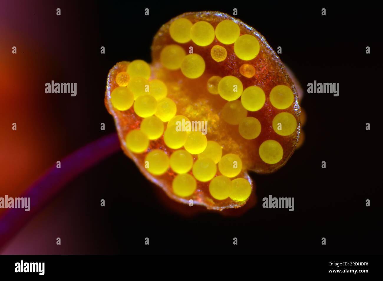 Extreme macro photography of Mirabilis flower showing pollen Stock ...