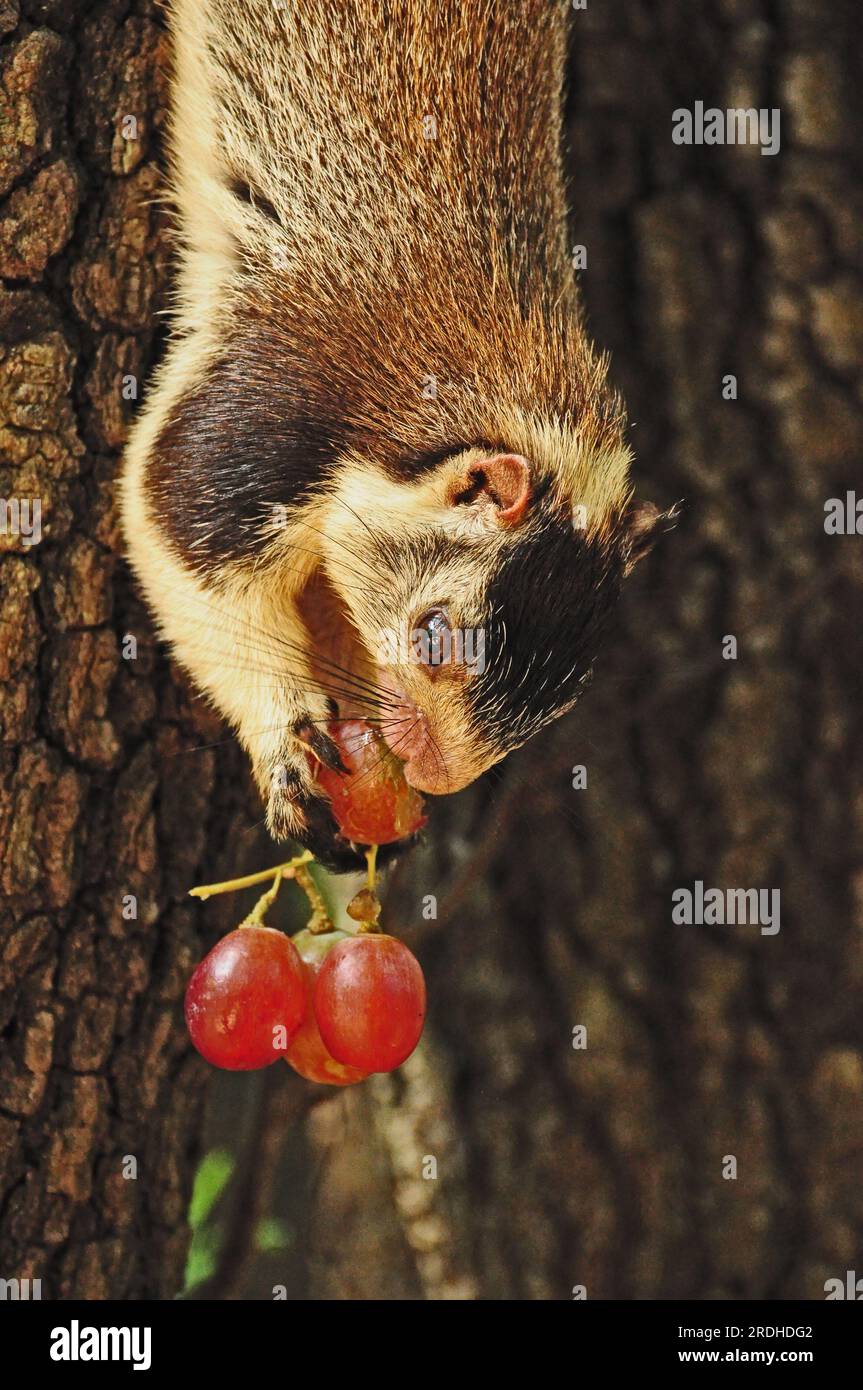 Giant Squirrel feeding at Boondala Sri Lanka Stock Photo - Alamy