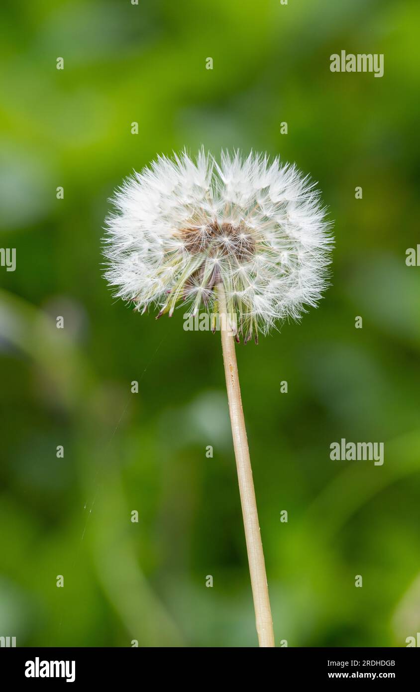Silver tufted fruits hi-res stock photography and images - Alamy