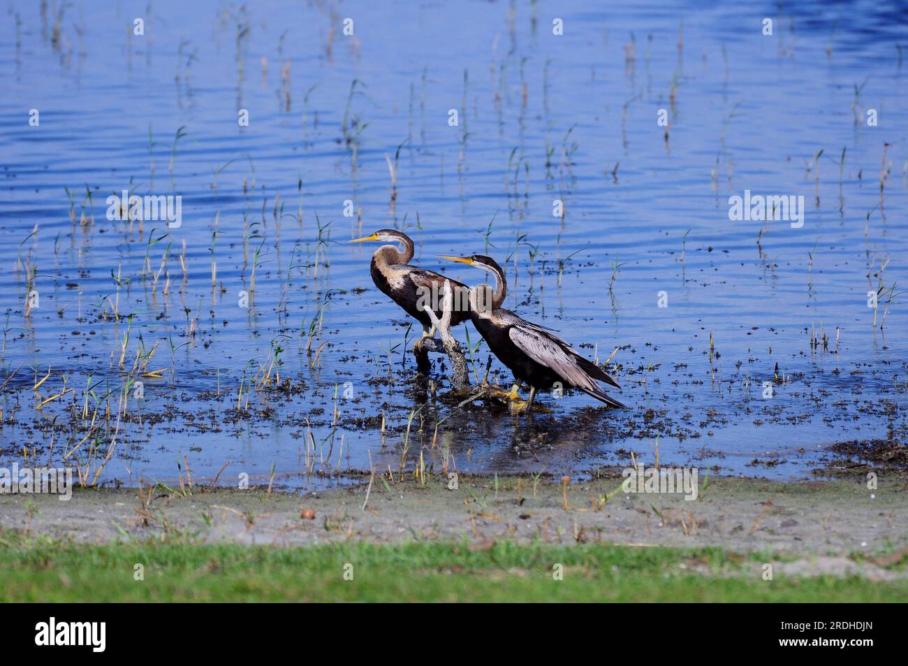 The Oriental darter or Indian darter couple in Sri Lanka Stock Photo ...