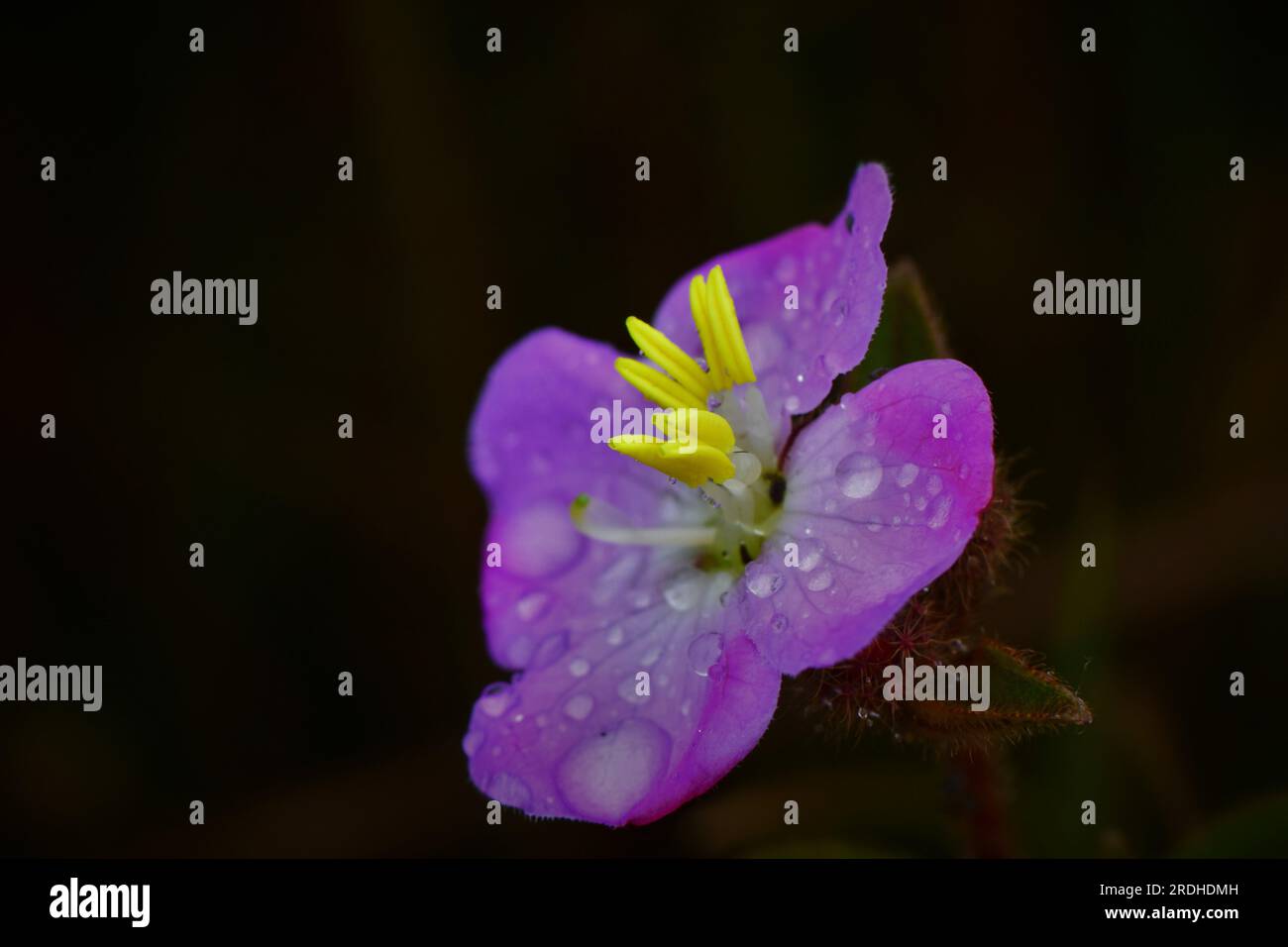 Pink flower with dew hi-res stock photography and images - Alamy