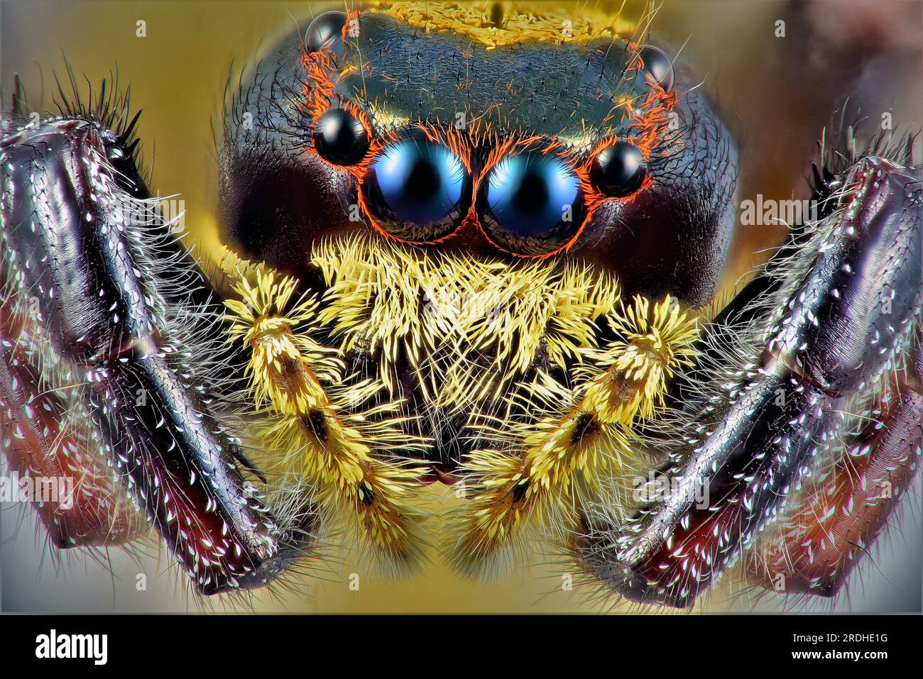 Extreme macro photography of a jumping spider Stock Photo - Alamy