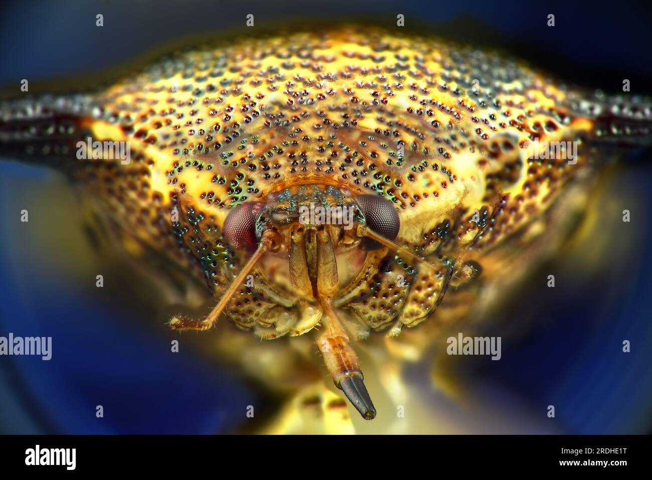 Extreme macro photography of a bug Stock Photo - Alamy