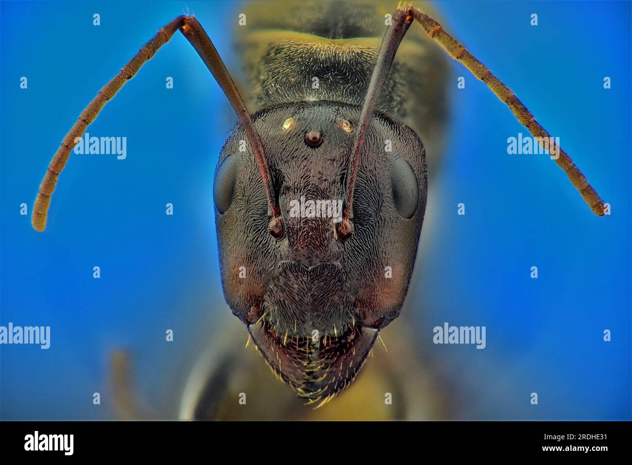 Microscopic ant hi-res stock photography and images - Alamy