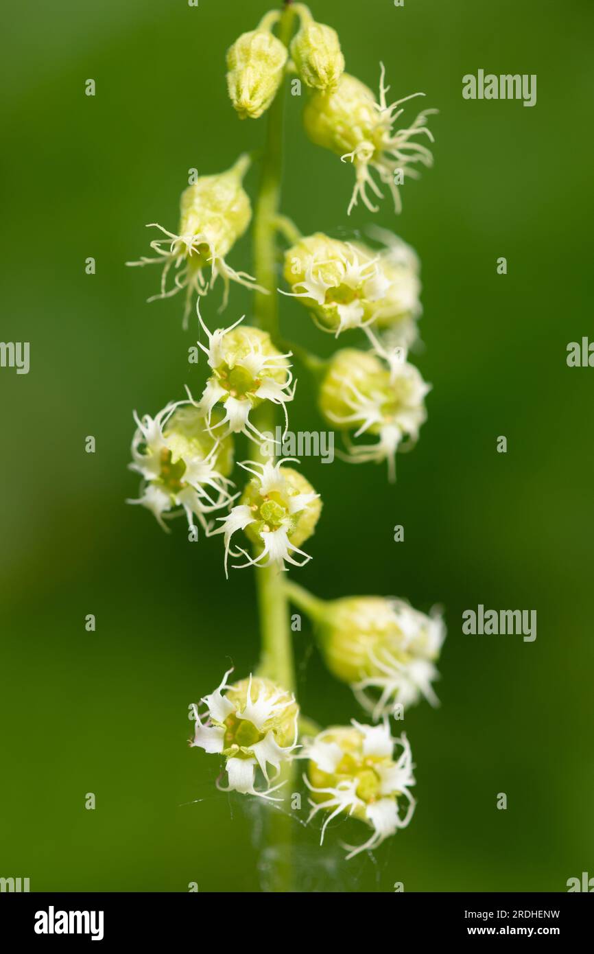 Close up of bigflower tellima (tellima grandiflora) flowers in bloom ...