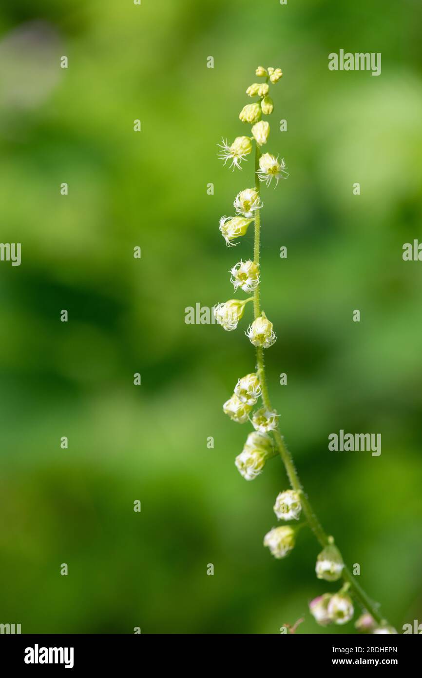Close up of bigflower tellima (tellima grandiflora) flowers in bloom ...