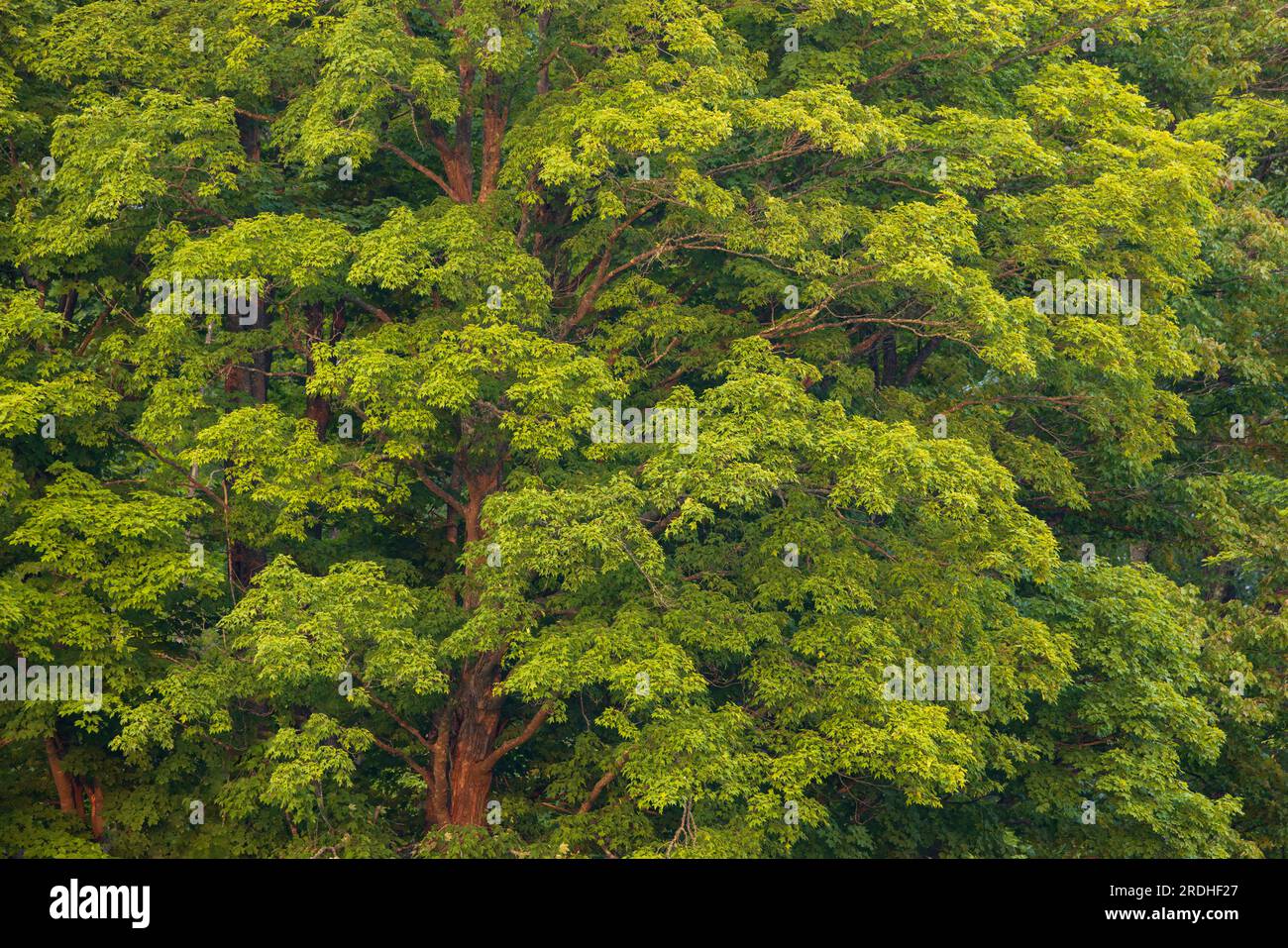 Mature maple tree in northern Wisconsin Stock Photo - Alamy