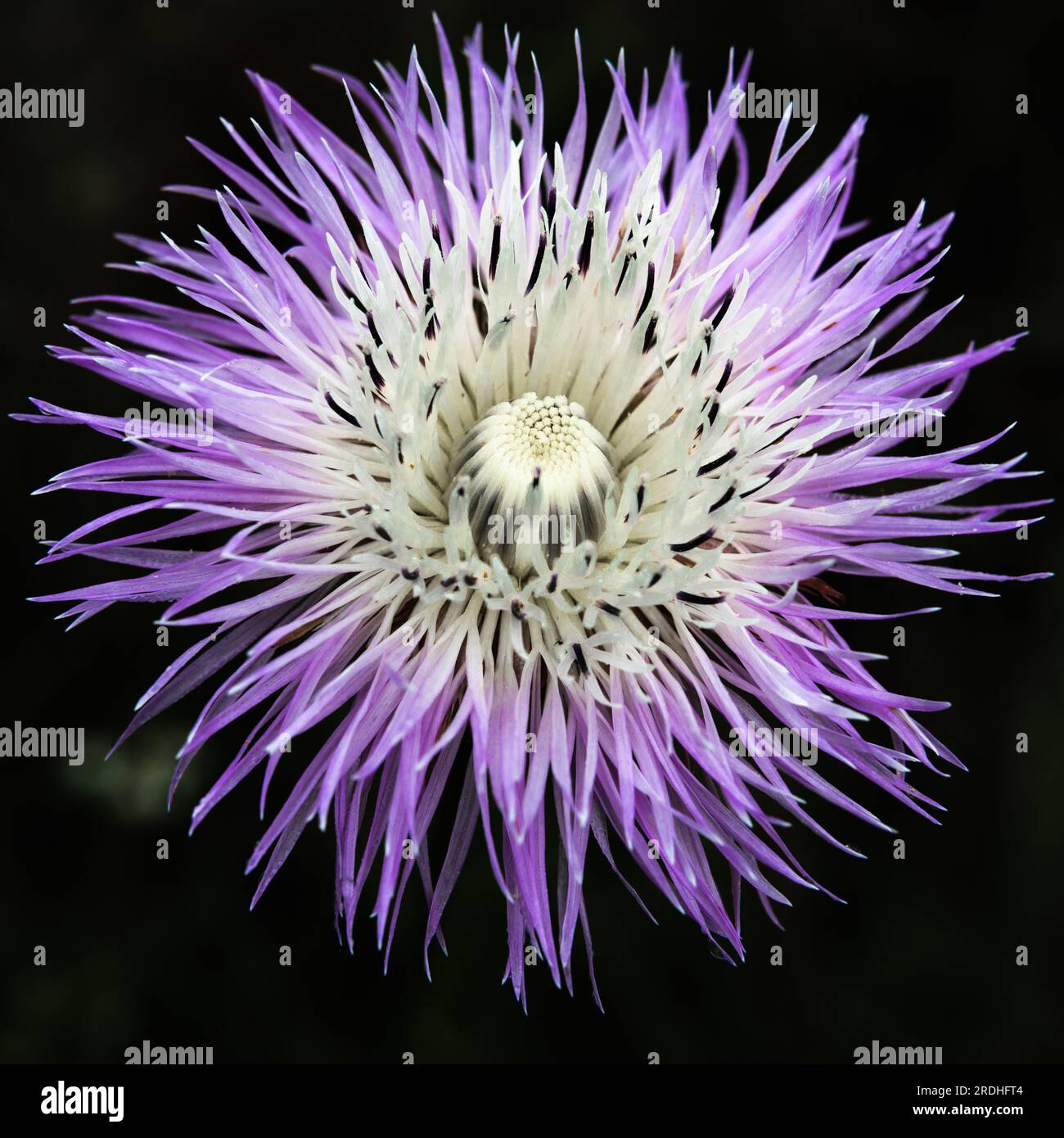 Texas spring wildflowers hi-res stock photography and images - Alamy