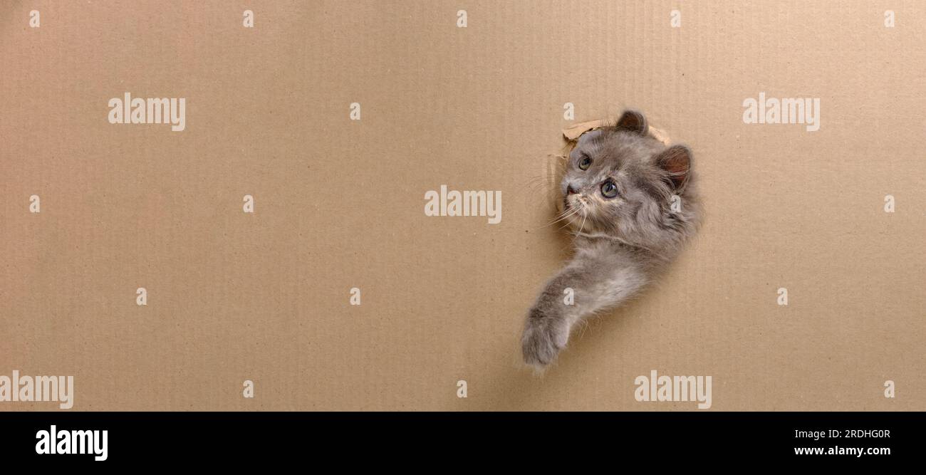 Small gray kitten stuck its muzzle and paws out window cut out in ...