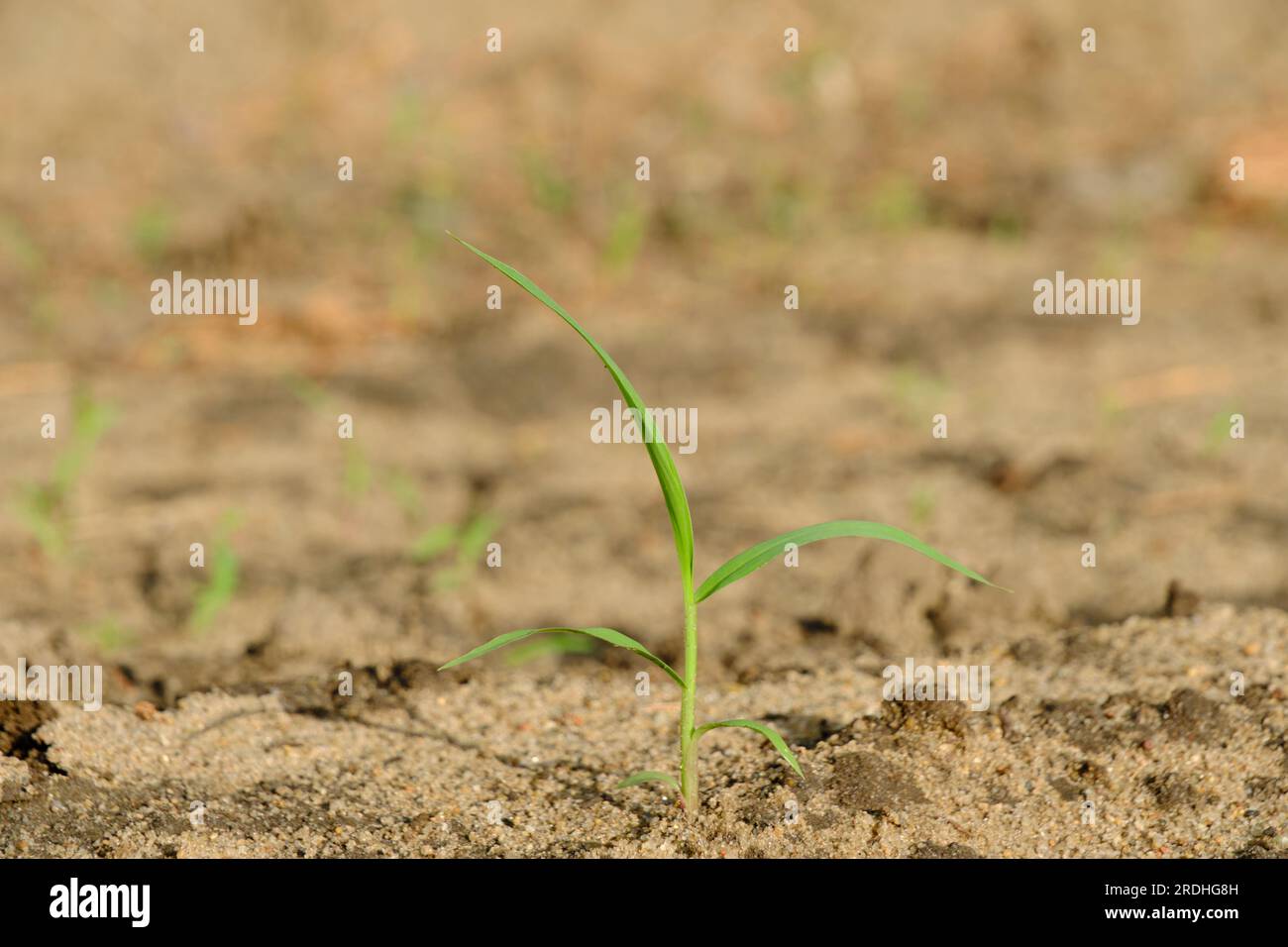 Sprouted through hi-res stock photography and images - Alamy