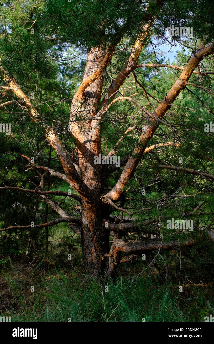 Old coniferous tree with spreading branches Stock Photo - Alamy