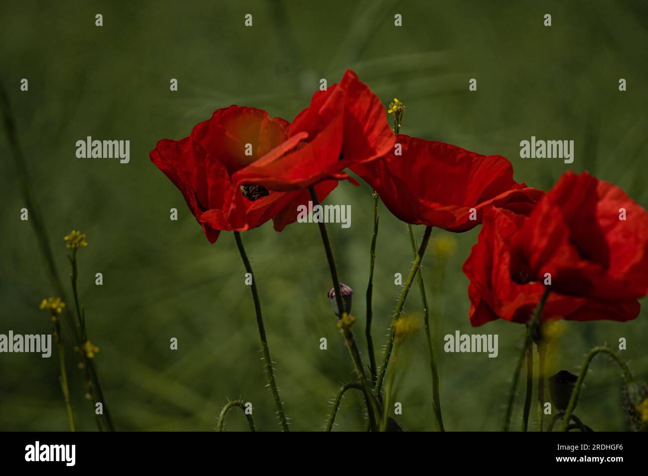 Mohnblumen hi-res stock photography and images - Alamy