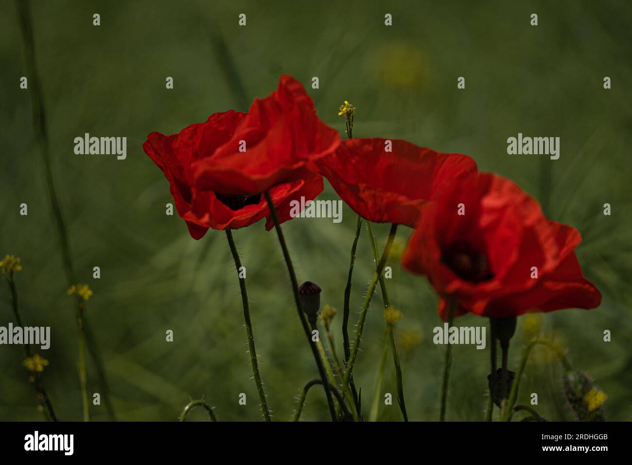 Mohnblumen hi-res stock photography and images - Alamy