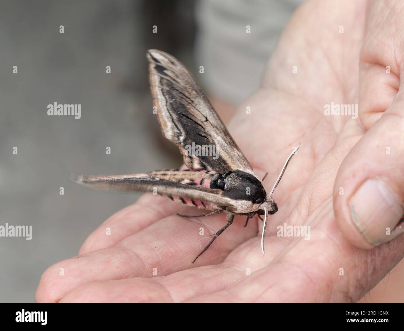 Privet Hawk-moth aka Sphinx ligustri, on my hand. Devon, UK Stock Photo ...