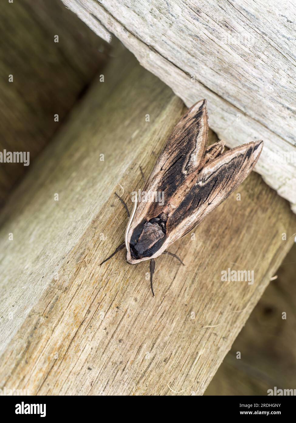Privet Hawk-moth aka Sphinx ligustri, on wooden post. Devon, UK Stock ...