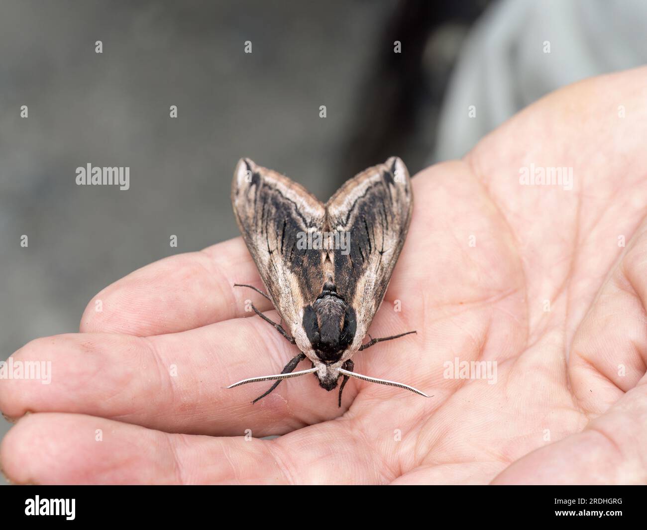 Privet Hawk-moth aka Sphinx ligustri, on my hand. Devon, UK Stock Photo ...