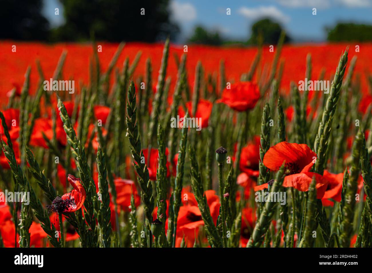 Mohnfelder auf Rügen, Deutschland Stock Photo - Alamy