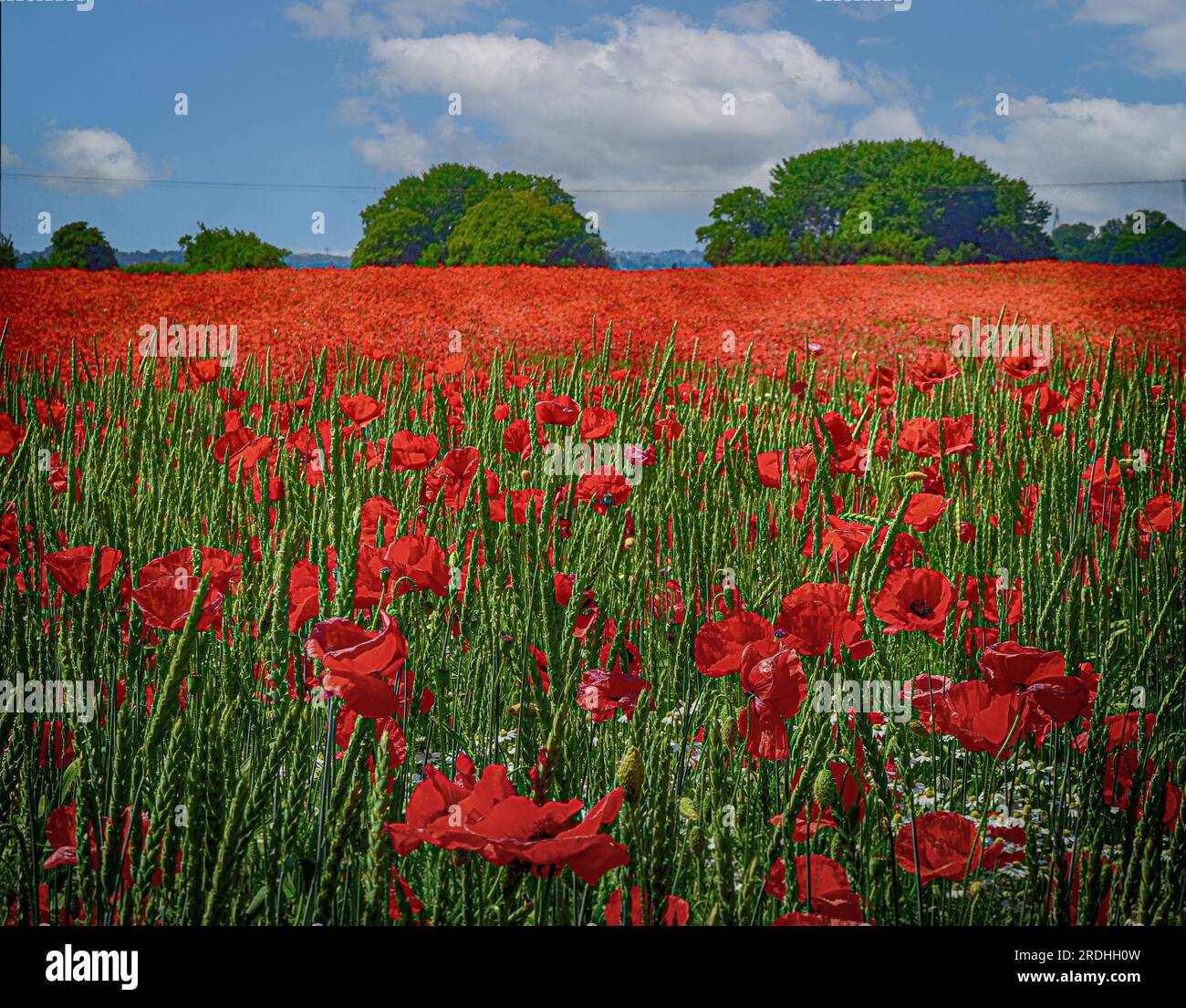 Mohnfelder auf Rügen, Deutschland Stock Photo - Alamy