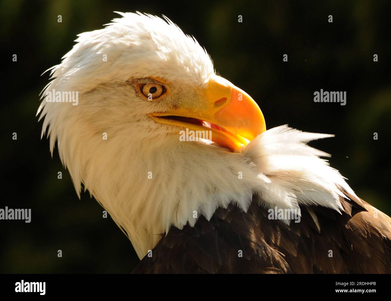 BALD EAGLE, HAWK CONSERVANCY, WEYHILL NEAR ANDOVER, HANTS. PIC MIKE ...