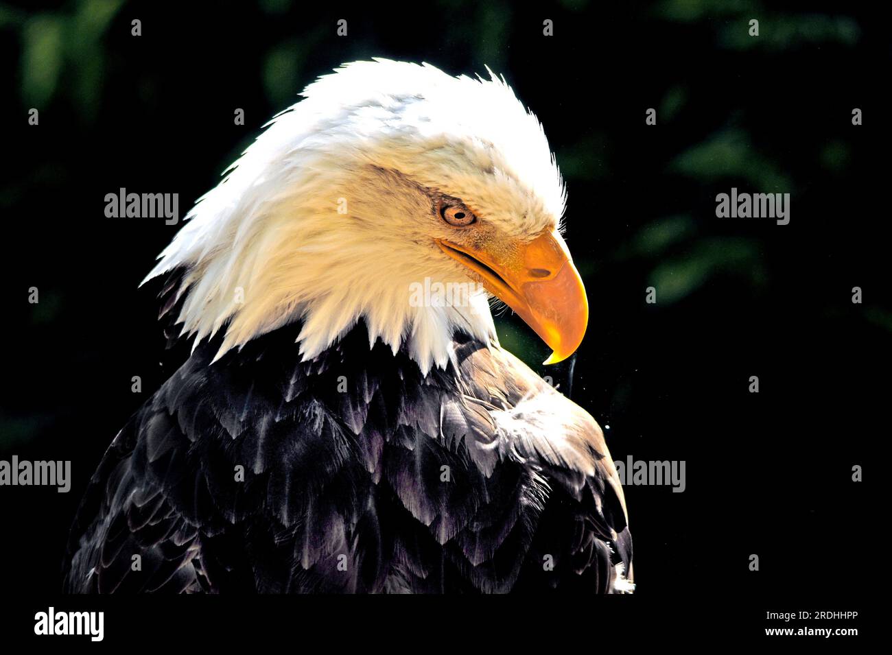 BALD EAGLE, HAWK CONSERVANCY, WEYHILL NEAR ANDOVER, HANTS. PIC MIKE ...