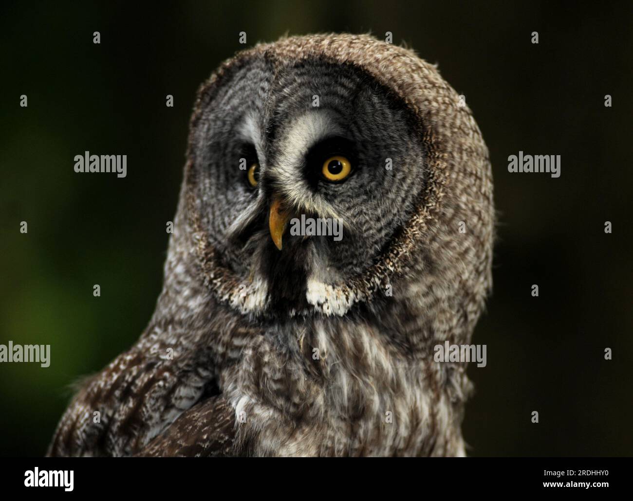 Owl and hawk hi-res stock photography and images - Alamy