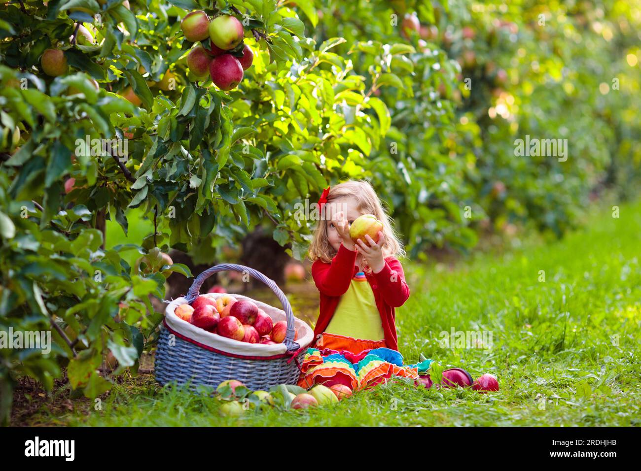 Child picking apples on farm. Apple orchard fun for children. Kids pick ...