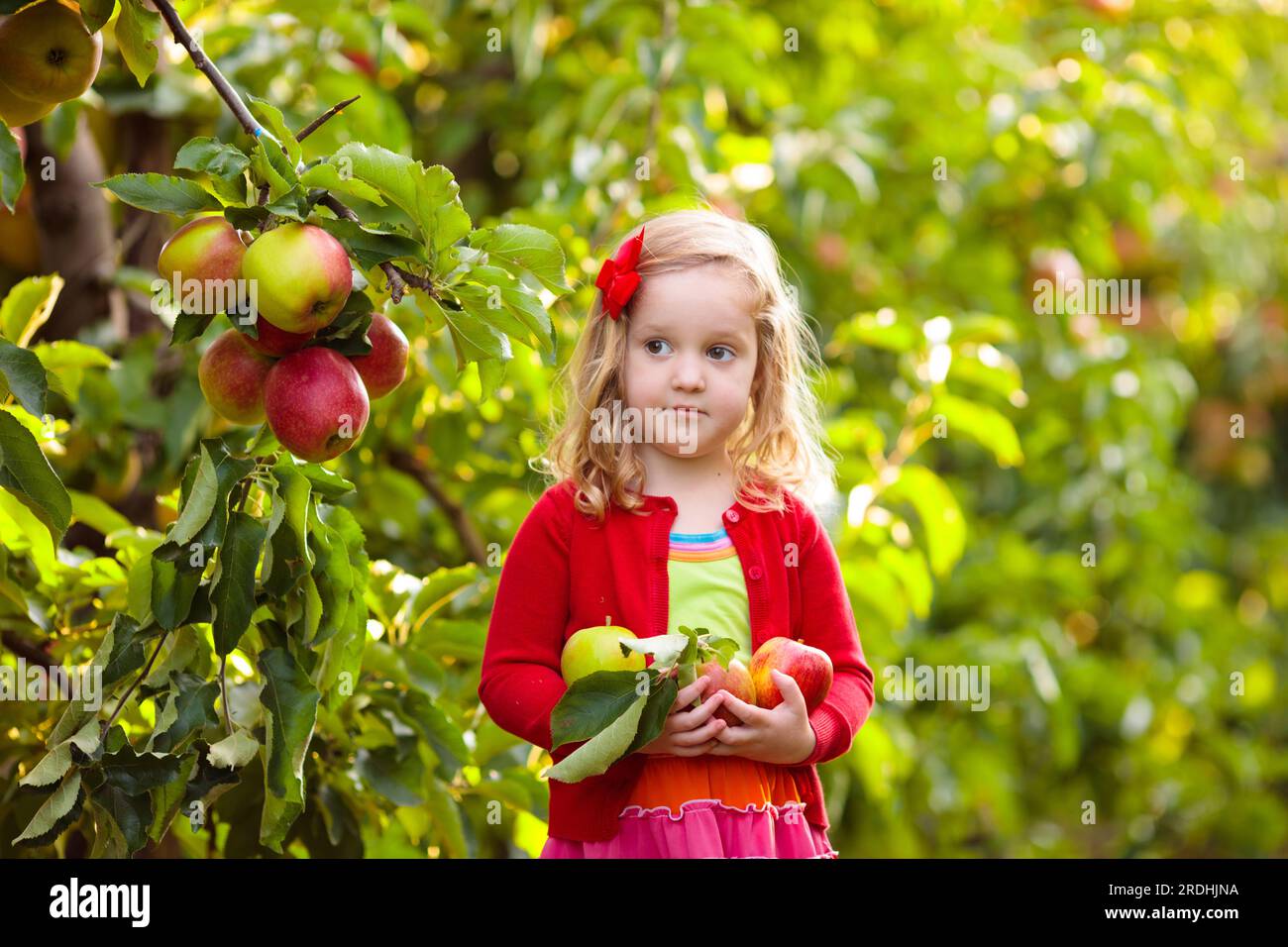 Child picking apples on farm. Apple orchard fun for children. Kids pick ...