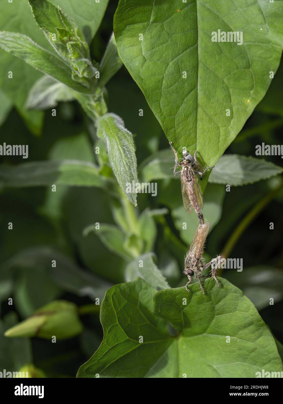Pair of Asilidae Robber flies aka Assassin flies mating. UK Stock Photo ...