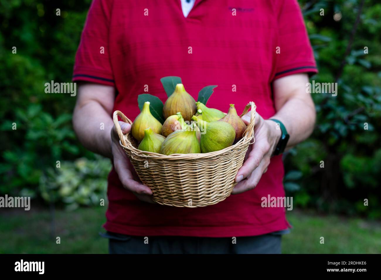 a man holds a wicker basket full of ripe, freshly picked yellow figs ...