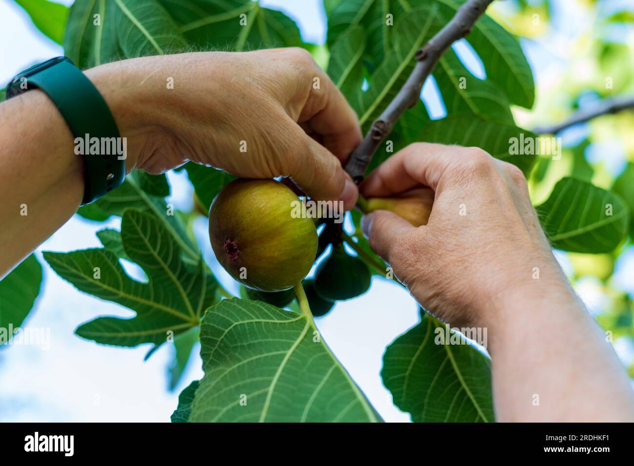 Yellow stem fig fruit hi-res stock photography and images - Alamy