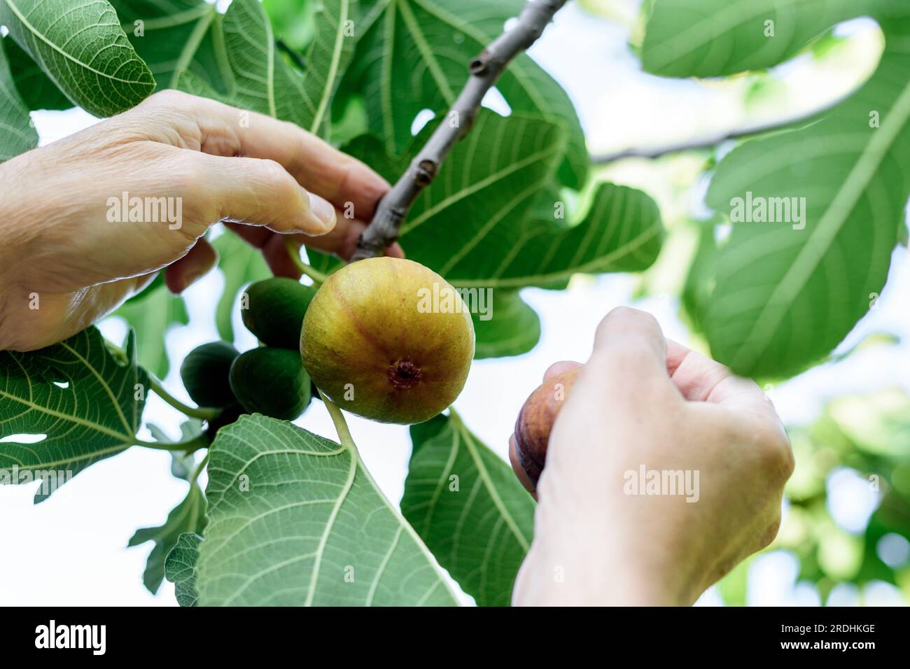 a man picks a ripe yellow large fig fruit from a tree Stock Photo - Alamy