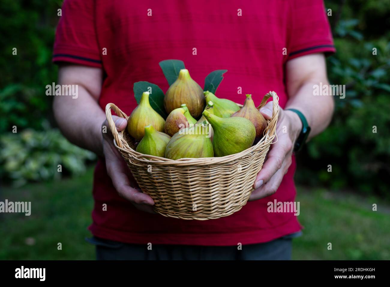 a man holds a wicker basket full of ripe, freshly picked yellow figs ...